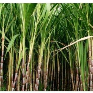 Jual Tebu hitam segar panjang 1 meter Dp - Jakarta Pusat - Decorative ...