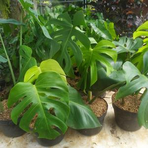Jual TANAMAN HIDUP TANAMAN MONSTERA DELICIOSA MONSTERA KING - Kab ...