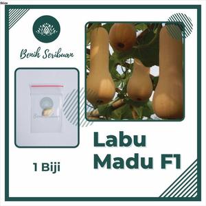 Jual Benih Labu Madu Manis F1 Hibrida Bibit Tanaman Buah Butternut ...