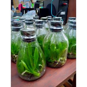 Jual Berkah Anggrek Bulan Botol Gendok Besar - Jakarta Barat - Belanja ...