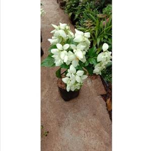 Jual tanaman gandarusa putih bunga gandarusa - Kab. Bogor - Zaky motor ...