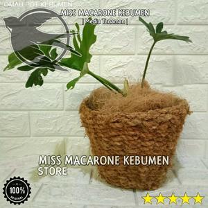 Jual PG358 Pot Tanaman Indoor Bunga Sabut Kelapa Duduk Besar Diameter ...