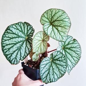Jual Tanaman begonia yoshimura / begonia u400 - Kab. Bogor - Ape Tani ...