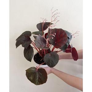 Jual Tanaman begonia u497 / begonia mangkok hitam - Kab. Bogor - Ape ...