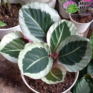 Jual Tanaman Hias Calathea Cynthia Silver - Calathea Sintia - DAUN 1 ...