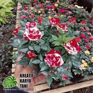Jual Tanaman hias bunga mawar - Tanaman hidup bunga mawar - MAROON ...