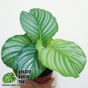 Jual BISA COD Tanaman Hias Calathea Orbifolia - Orbifolia Ukuran Jumbo ...