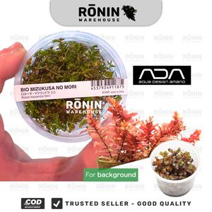 Jual BIO Rotala Macandra 'Mini' tanaman air aquarium aquascape akuatik ...