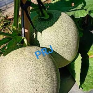 Jual Benih MELON Putih LEONI F1 20 gram - BULAT PUTIH SEKSI KLASIK ...