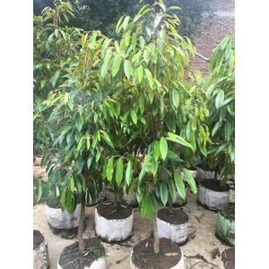 Jual Tanaman Durian Master - Durian Super - Kota Banjarmasin - Mochamad ...