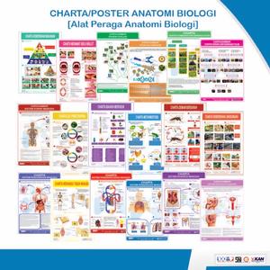 Jual Alat Peraga Carta Poster Gambar Anatomi 70 x 100 cm [Alat Peraga ...