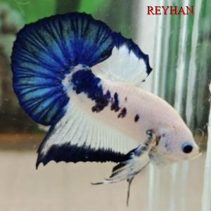 Jual IKAN CUPANG BLUE RIM LINE THAILAND BAHANAN - Kab. Tulungagung ...