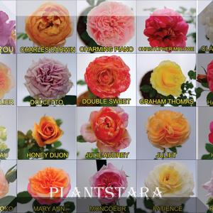 Jual Tanaman Hidup Bibit Bunga Mawar import Hidup-Mawar wangi Rambat ...