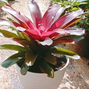 Jual Tanaman hias. pohon Bunga Bromelia Merah jumbo. - Kota Depok ...