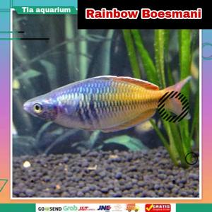 Jual rainbow boesmani - Kota Depok - Pesona akuarium | Tokopedia