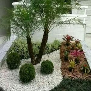 Jual Ready Tanaman Hias Kucai Mini - Tanaman Pengganti Rumput - Untuk ...