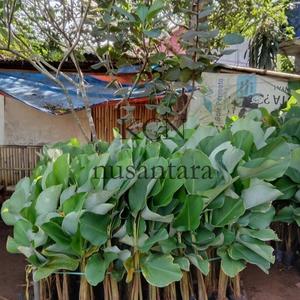 Jual tanaman hias calatea pisang - pisang calathea lutea - 60-90 cm ...