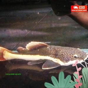 Jual ikan predator RTC red tail catfish 79 cm tankmate fish - 7-9 cm ...