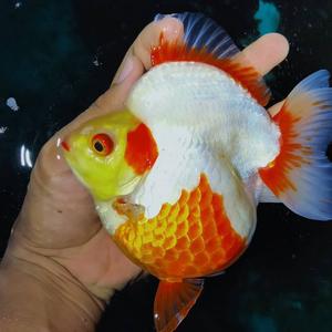 Jual Ikan mas koki koky Riyukin ryukin ukuran 6 7 8 cm beli 3 gratis 1 ...