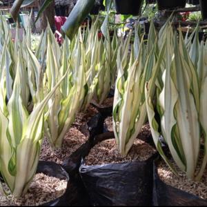 Jual Tanaman hias agave putih varigata // ukuran besar - Jakarta Barat ...