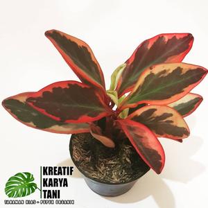 Jual Tanaman hias peperomia tricolor - Tanaman Teplan Merah - Kab ...
