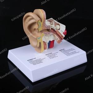 Jual Model Anatomi Telinga 1.5 Times Life Size Human Ear Model ...