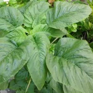 Jual Bibit Unggul Bayam Daun Lebar Kemasan Botol | Benih Bayam Daun ...