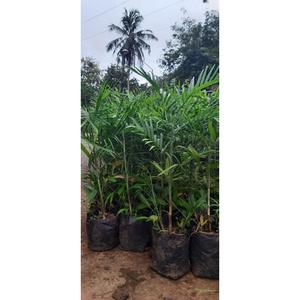 Jual Tanaman Hias Palem Komodoria atau Palem Bambu Ingah Garden - Kab ...