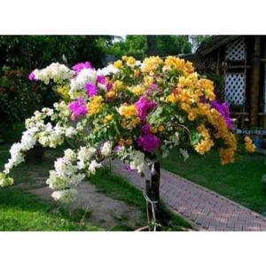 Jual Bibit Bungga Bugenvil 3 Warna / Bunga Kertas - Jakarta Selatan ...