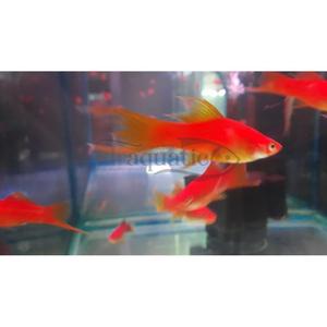 Jual (BANDUNG) IKAN HIAS SODAHAR CAGAK SODAHER PLATY DOUBLE SWORDTAIL ...