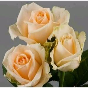 Jual A7 Mawar Holland PEACH (B7) - Kota Bandung - MAliMuntoha | Tokopedia