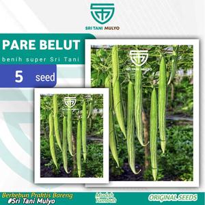 Jual 5 Biji Benih Pare BELUT Paria Panjang - Bibit Tanaman Sayur ...