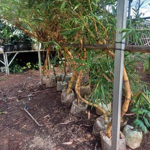 Jual Bonsai Bambu Kuning Ampel/Fosil Bambu Kuning Ampel - Kab. Bogor ...