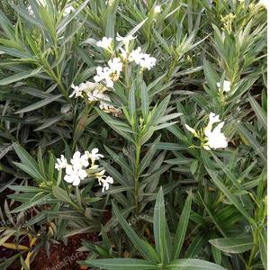 Jual TANAMAN HIAS OLEANDER BUNGA PUTIH - Kab. Bogor - Rudiflowers | Tokopedia