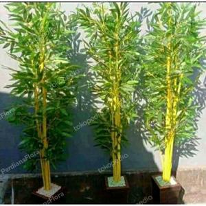 Jual BAMBU KUNING MINI/BAMBU KUNING PENANGKAL GAIB - Kab. Bogor ...