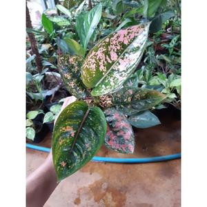 Jual Tanaman hias aglonema ruby compacta - Jakarta Utara - Tangga0rumah ...