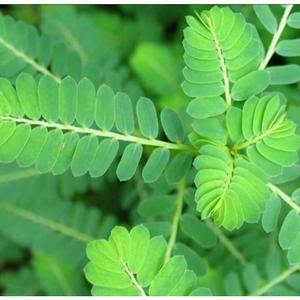 Jual Tanaman Meniran Tanaman Herbal Meniran [Termurah] - Kota Bogor ...