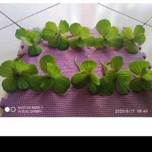 Jual Tanaman Air Apung Apung Mini Kapu-Kapu/Pestia/Apu Apu - mini ...