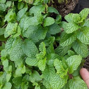 Jual Tanaman Daun Mint, Rimbun, Sesuai Foto Asli, Daun Mint Minuman ...