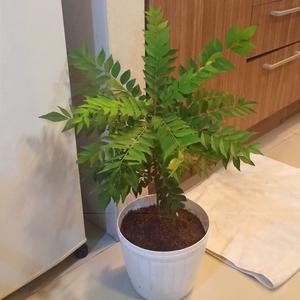 Jual Pohon Salam Koja Daun Kari - 50-60cm - Jakarta Utara - Danil ...