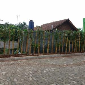 Jual Bambu Panda Tanaman Bambu Kuning - Jakarta Selatan - ikbal dabuys ...