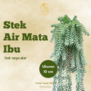 Jual [STEK] Tanaman Hias Gantung AIR MATA IBU | Bunga Jadul Langka ...