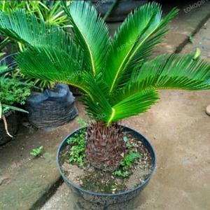 Jual Tanaman Pakis sikas / Pohon Pakis Sikas / Palem Sikas Mawar Jambe ...