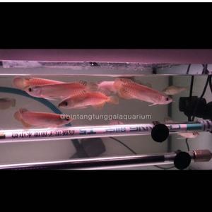 Jual best Arowana banjar red / arwana banjar red 12cm murah - Jakarta ...