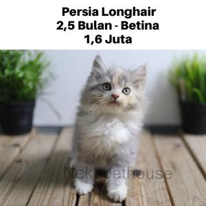 Jual Kucing Kitten Persia Medium, Flatnose -Longhair, Himalaya, Ready 7 ...