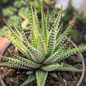 Jual Haworthia attenuata zebra variegated kaktus sukulen tanaman hias ...