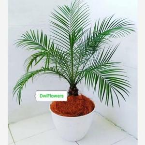 Jual Tanaman Hias Palem Phonix Rimbun Tanaman Indoor Outdoor Palem ...