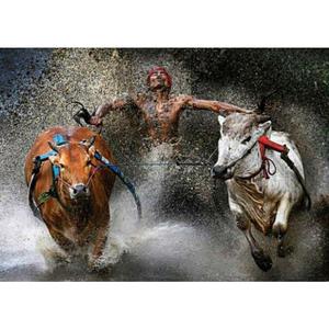 Jual Hiasan Dinding Lukisan Cetak Tradisi Karapan Sapi Estetik Plus ...