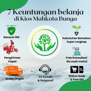 Jual Tanaman Pachira Money Tree- Tanaman Hias Pacira / Pohon Pacira ...