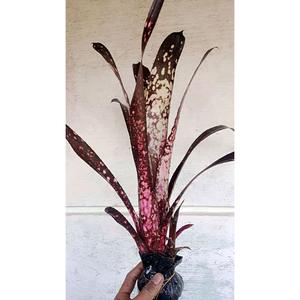 Jual Tanaman bromelia bilbergia merah ati indukan ukuran besar ...